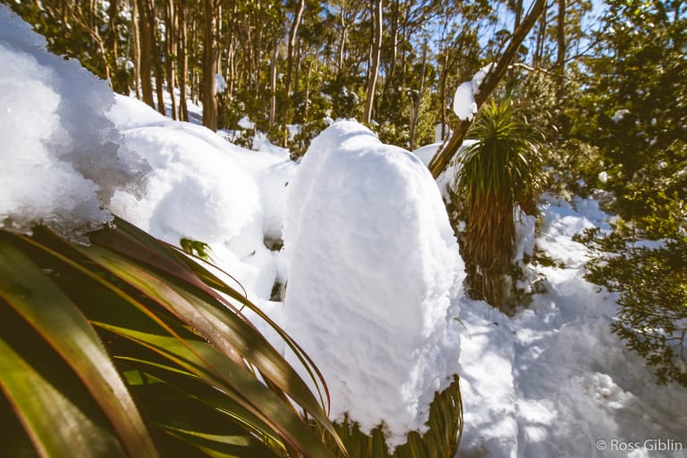 Mt Mawson Ski Resort | Ski Resorts Australia | Mountainwatch
