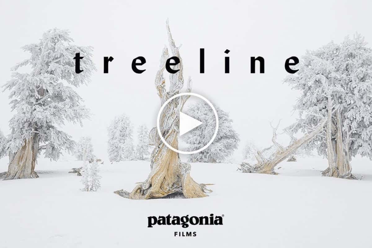 Treeline - An Ethereal Film By Patagonia Celebrating Trees And Skiing ...