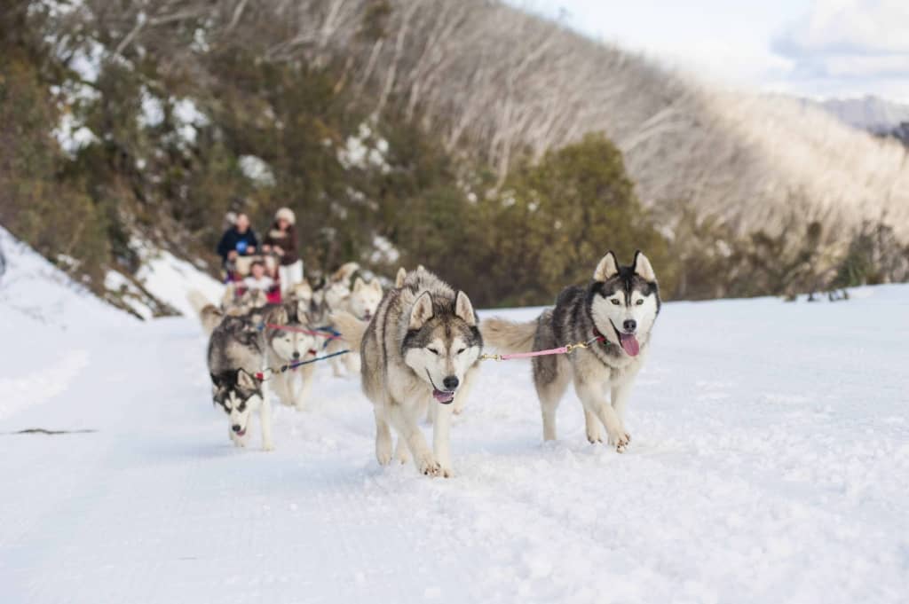 Mountainwatch Guide To Mt Buller - Melbourne's Mountain Is Something ...