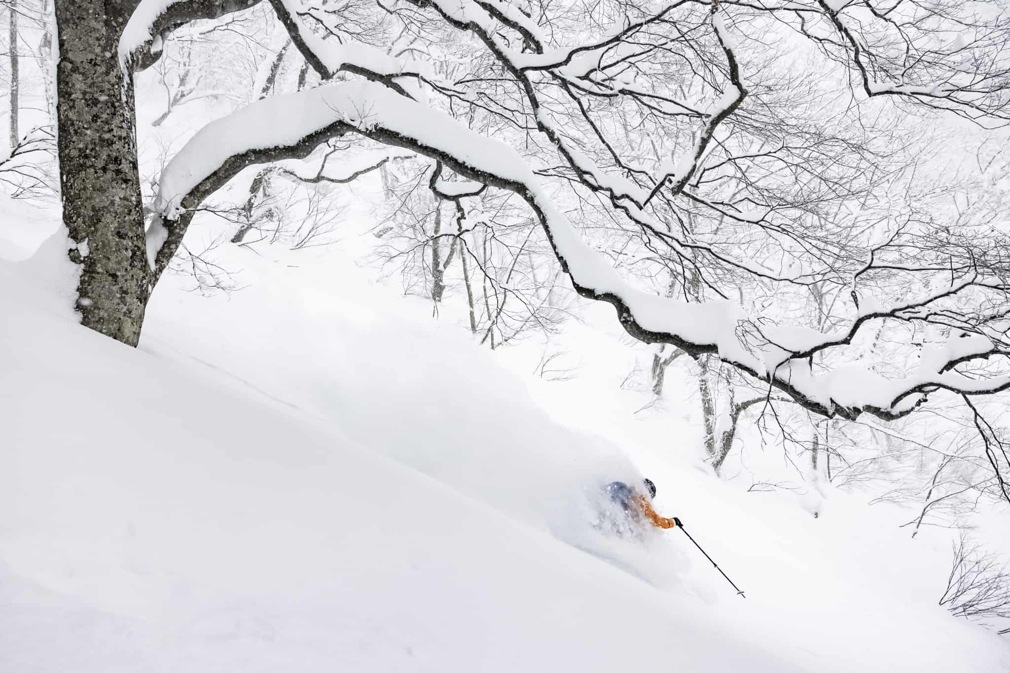 Mori - A Short Film Capturing the Essence of Tree Skiing in Japan ...